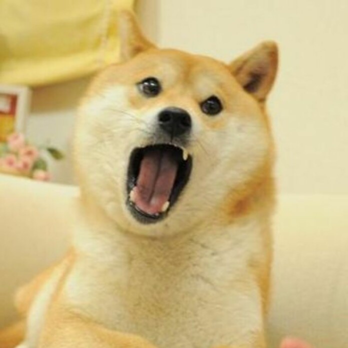 Shiba meme là gì mà giới trẻ bấn loạn mỗi khi nhắc đến?