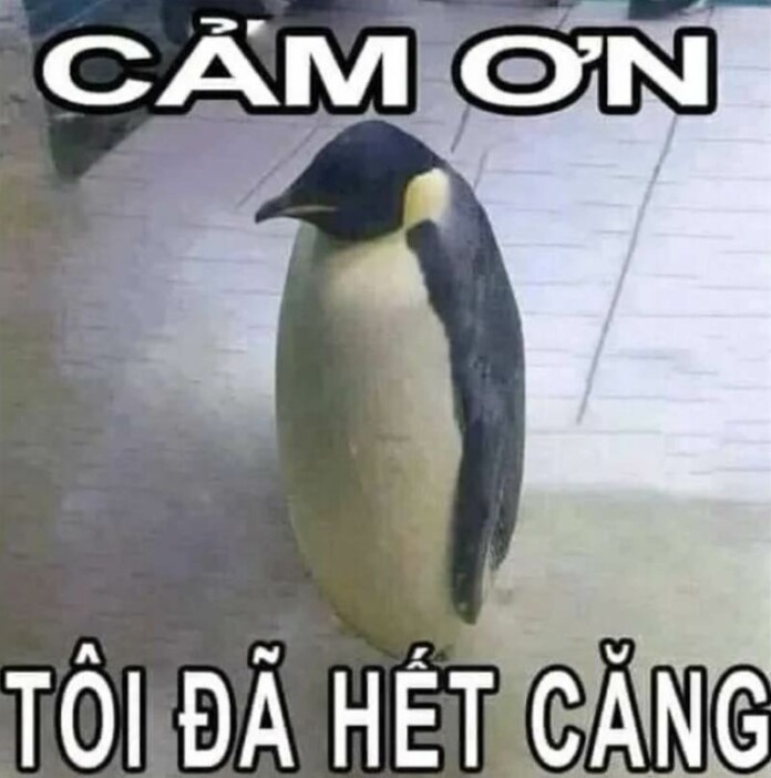 Top 99+ ảnh meme cảm ơn vui nhộn, siêu dễ thương