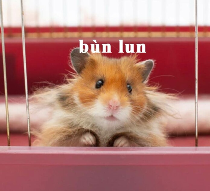 Top 99+ ảnh chuột hamster meme hài hước, đáng yêu